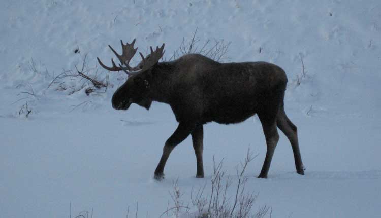 Arctic Moose
