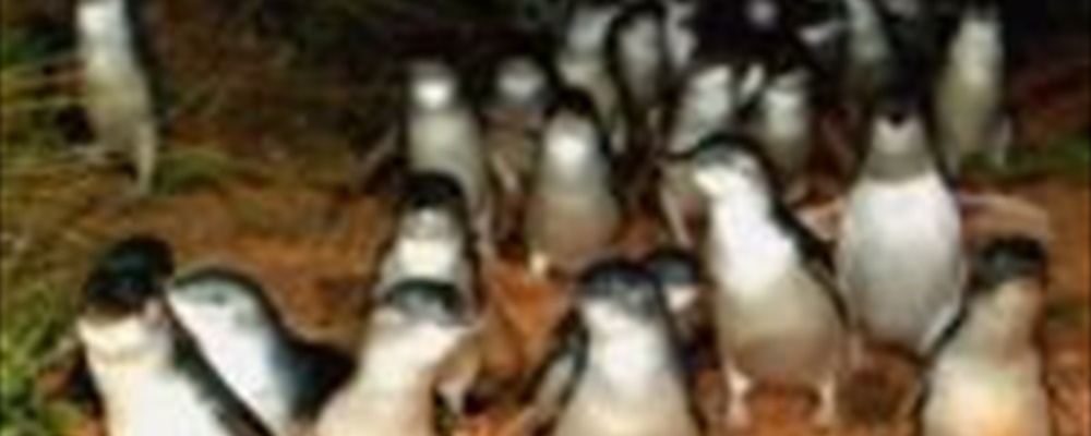 Penguin Parade - Penguins Plus